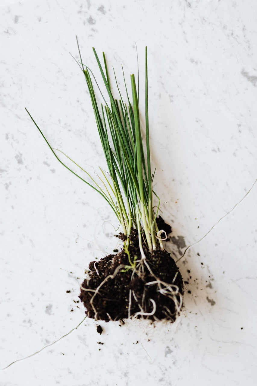Chives – myseedly